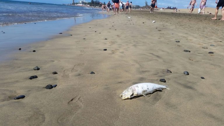 Peces muertos podridos aparecen en la playa de Maspalomas ...