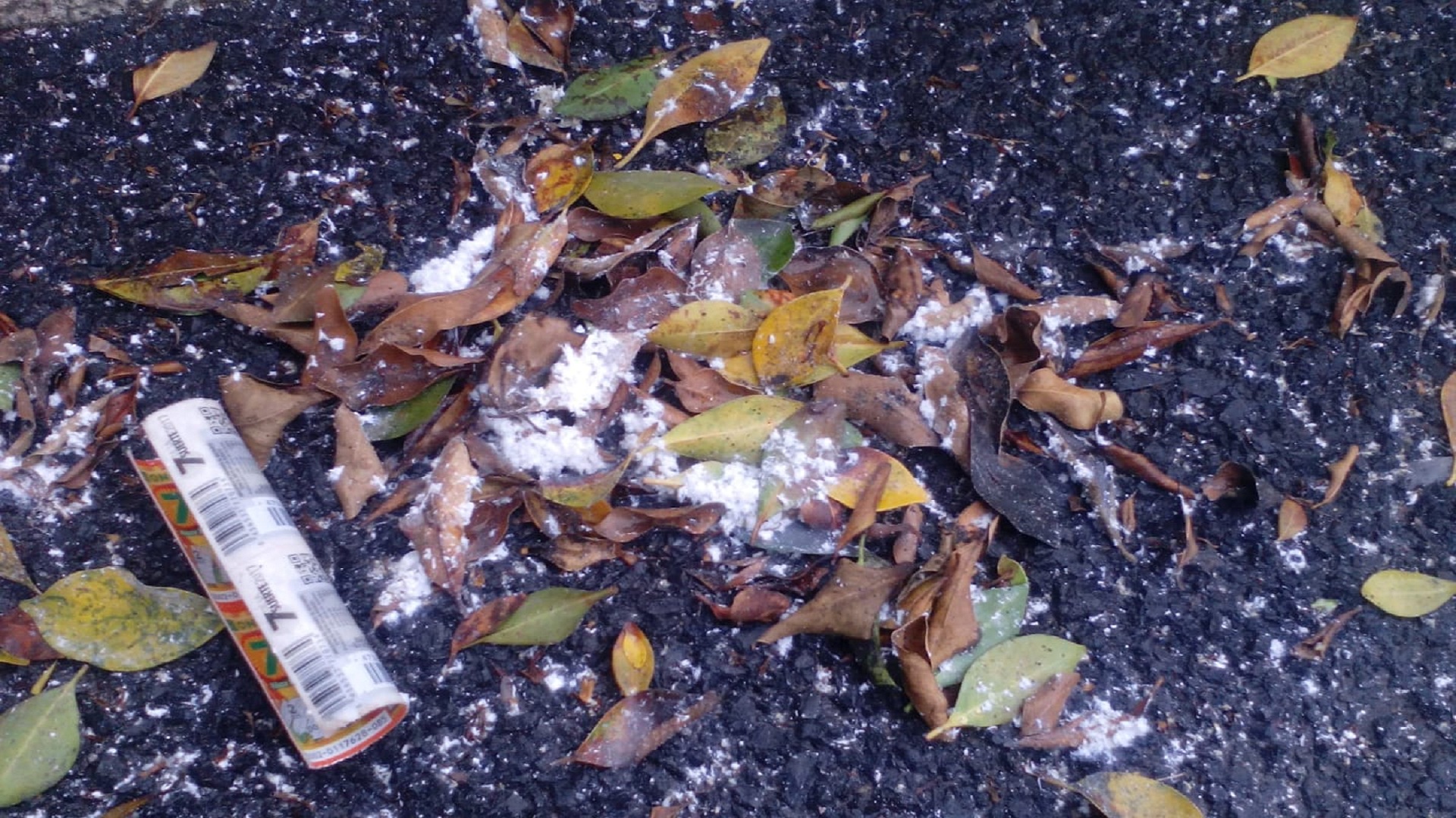 NC SBT exige una actuación con la plaga de pulgón blanco ...