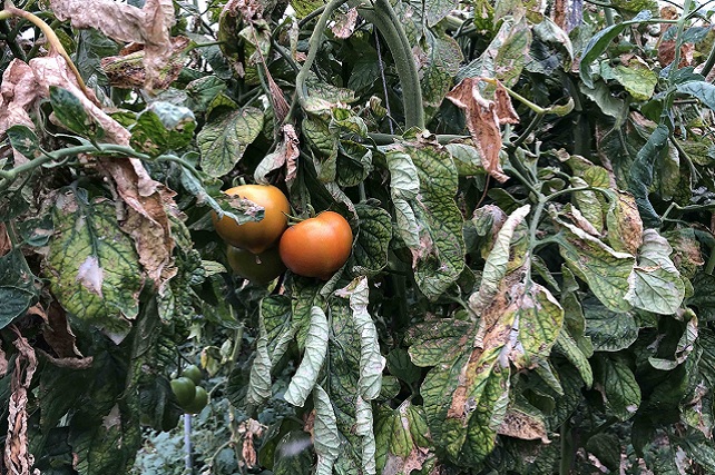 Tuta Absoluta peligra el cultivo del tomate en Canarias ...
